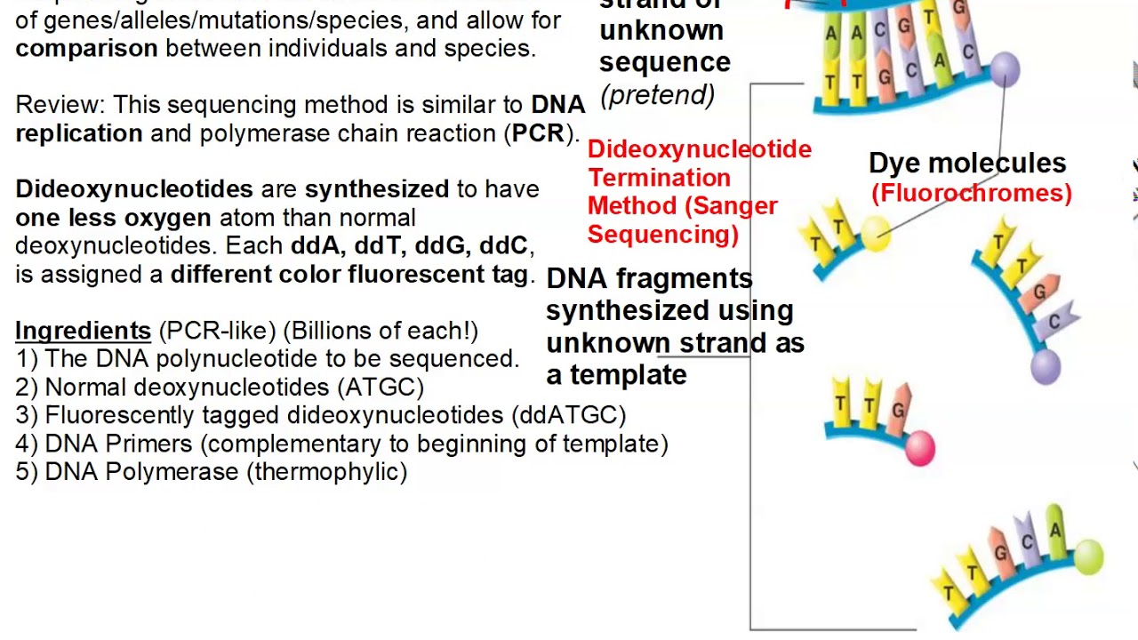 Dideoxynucleotide Termination (Sanger) Sequencing, Genetic Engineering, & Nuclear Transfer ...