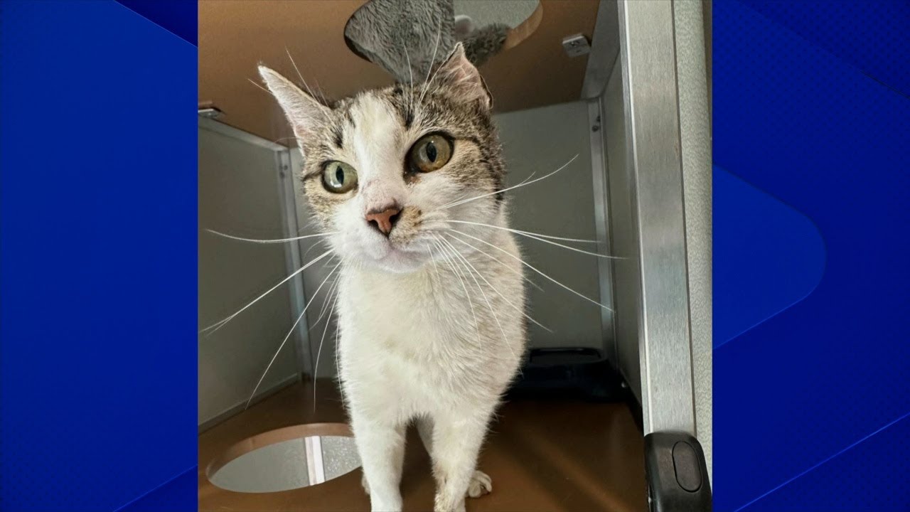 PET OF THE WEEK: "Georgia" the cat up for adoption at the Humane ...