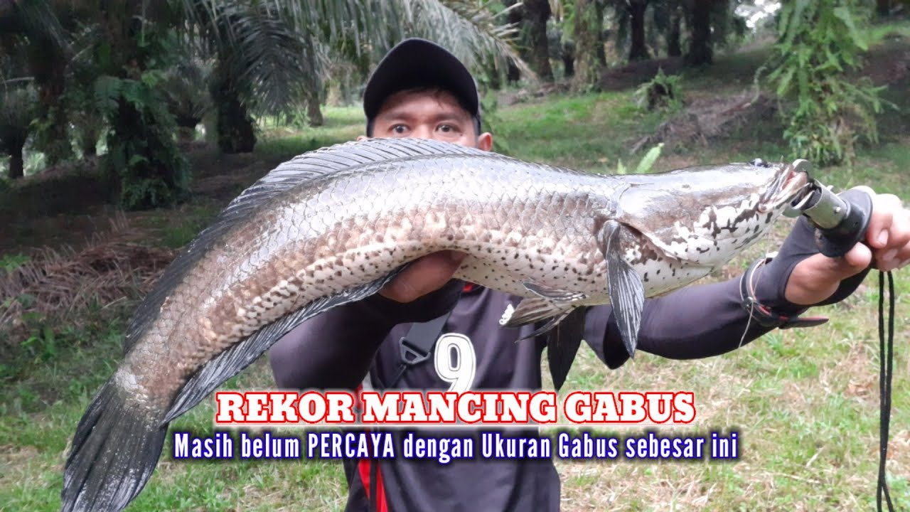 Pecah Rekor Mancing Gabus Raksasa|| Mancing gabus Monster dapat 2 ekor ...
