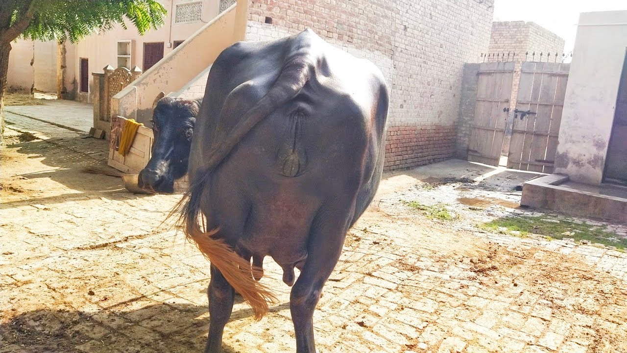 beautiful pure neeli Ravi buffalo far sale in punjab Pakistan on ...
