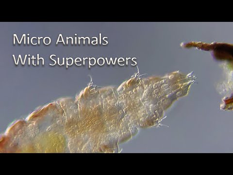 Tardigrades - Some of the Smallest Animals On Earth!