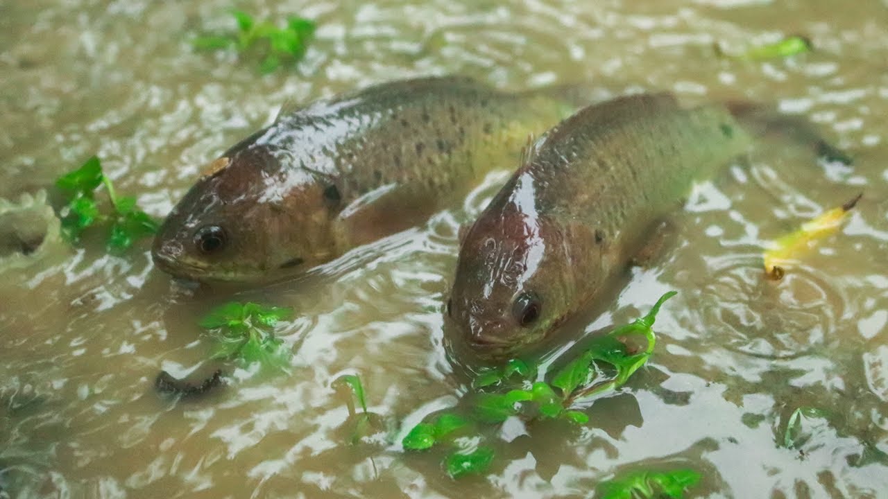Catching Climbing Perch Fish In The Rain - VILLAGERS SKILL - YouTube