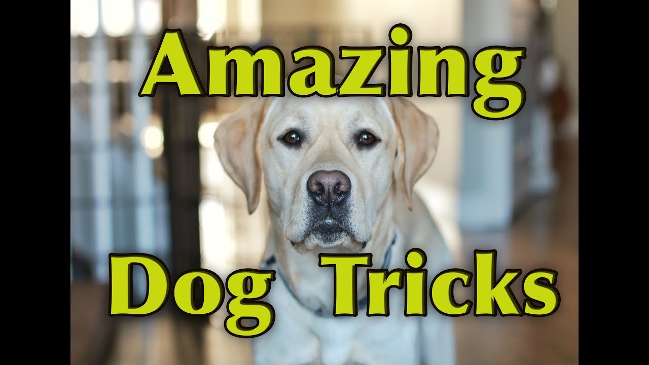 AMAZING DOG TRICKS - Watson the Labrador Retriever - YouTube