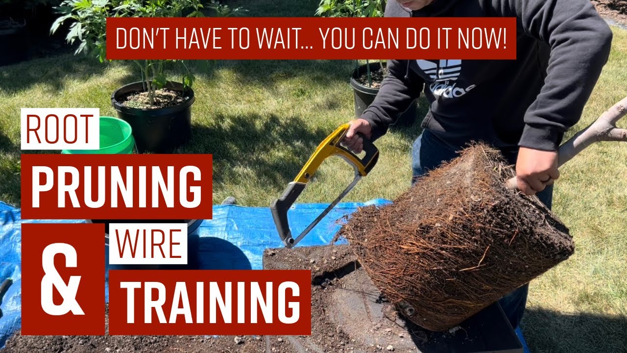 Root PRUNING & wire TRAINING the Teramo // DON’T need to wait for tree ...