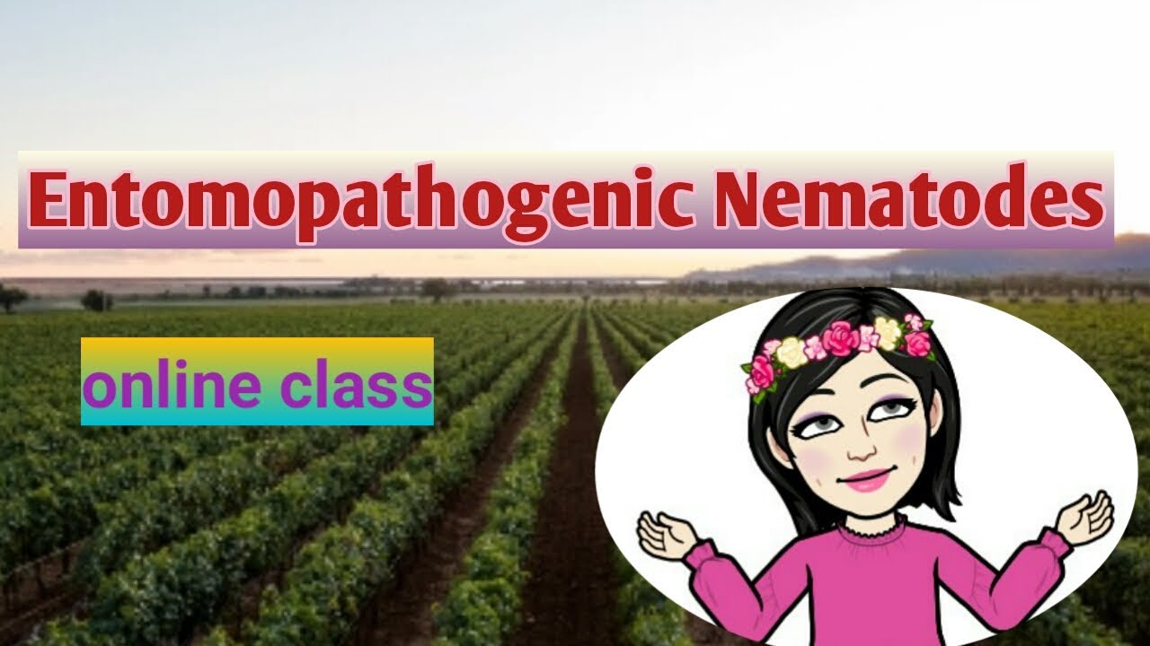 Entomopathogenic Nematode..(EPN) | online class | Nematology series ...