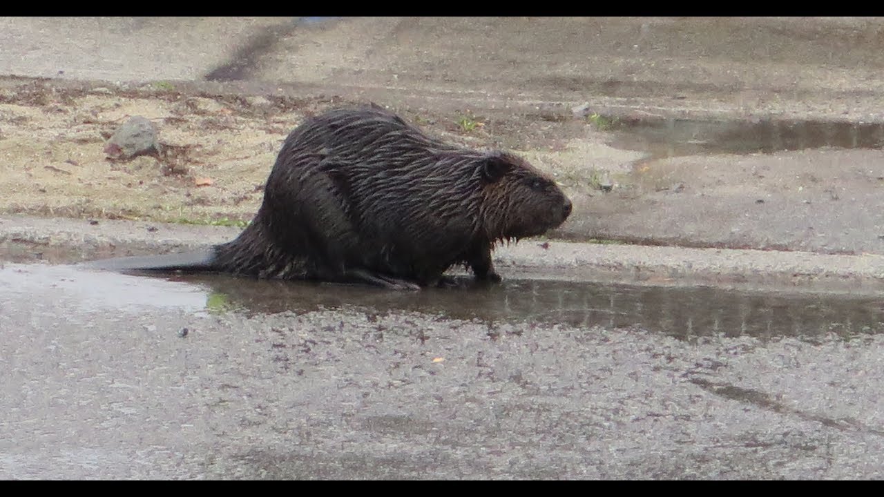 Beaver prowling the streets of Wet Western Ottawa 28th April 2018 - YouTube