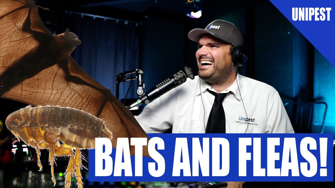 Getting Rid of Fleas and the Mess of Bat Guano | Pest Talk 101 - YouTube
