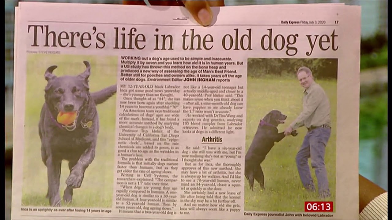 Three dog- related stories in the newspapers (UK) - BBC News - 3rd July ...