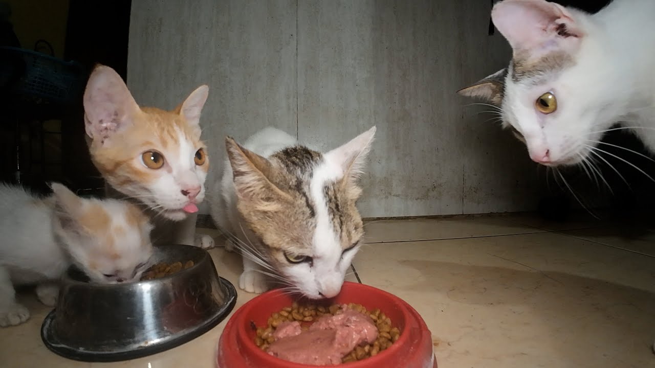 The big cat lets the little cat eat first - YouTube