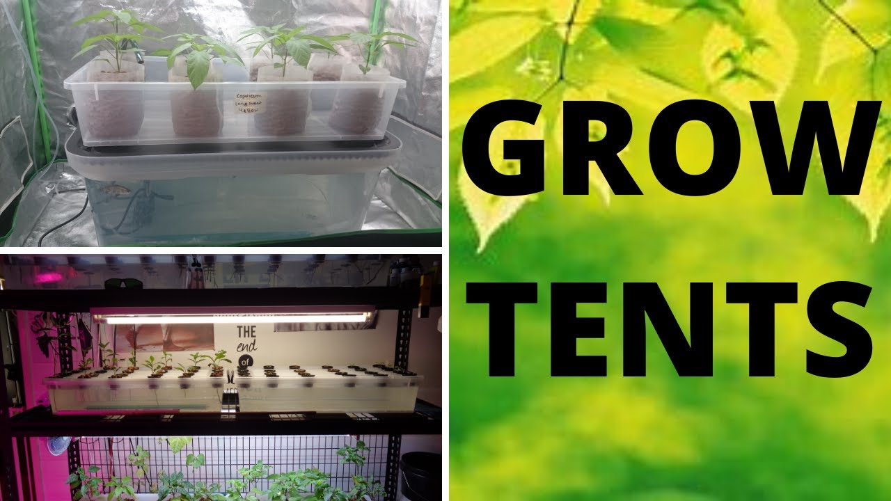 Seedling tent, large grow tent, grow rack - YouTube