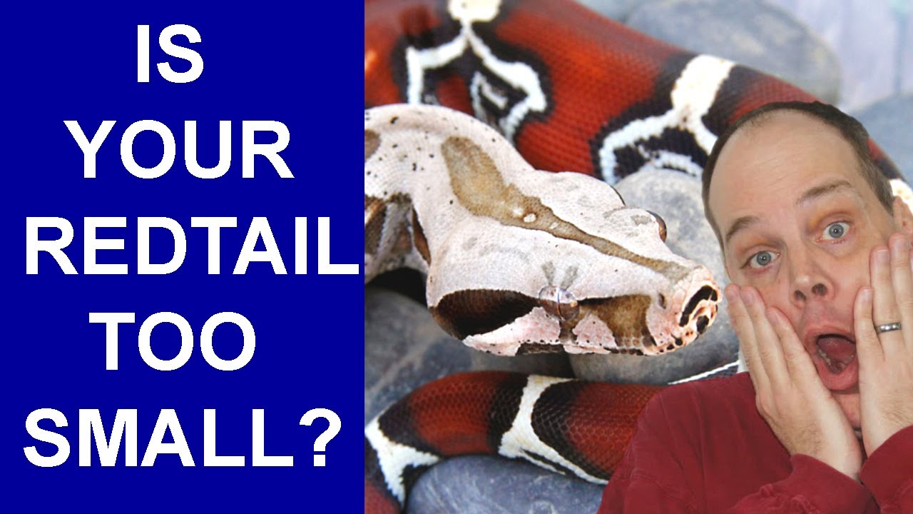 Red Tail Boa Growth Comparison: Sizes from 1 to 9 Years Old! - YouTube