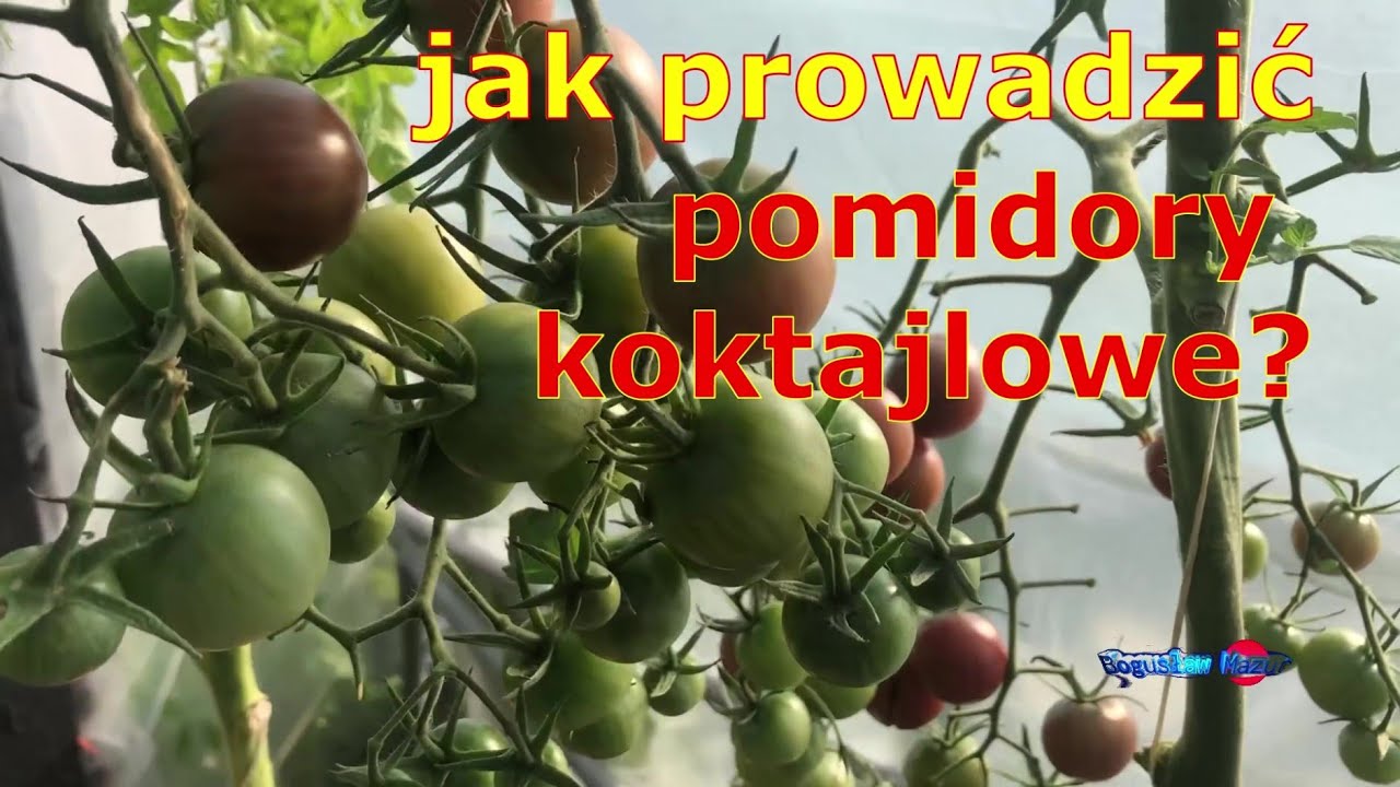 na ile pędów prowadzić pomidory koktajlowe, czy obrywać im wilki - YouTube