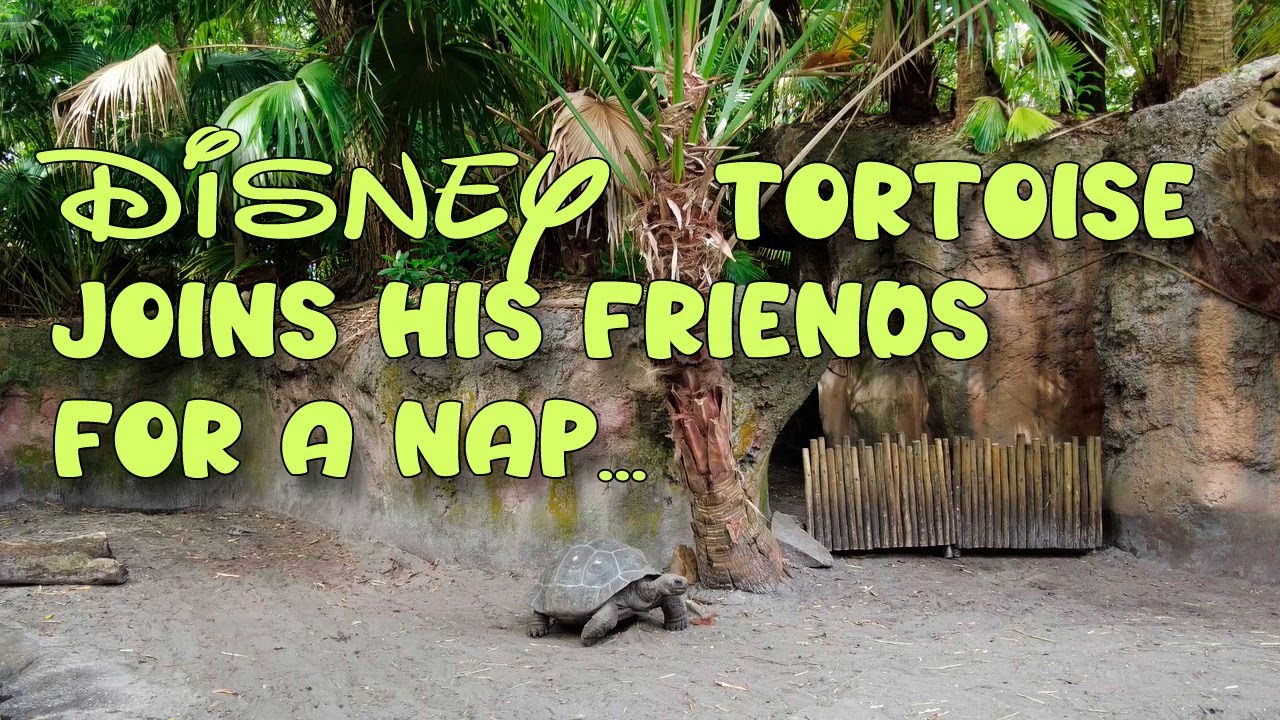 DISNEY'S ANIMAL KINGDOM - Tortoise Takes a Walk - YouTube