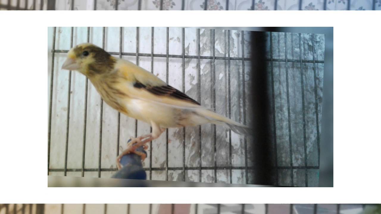 Images canaris - YouTube