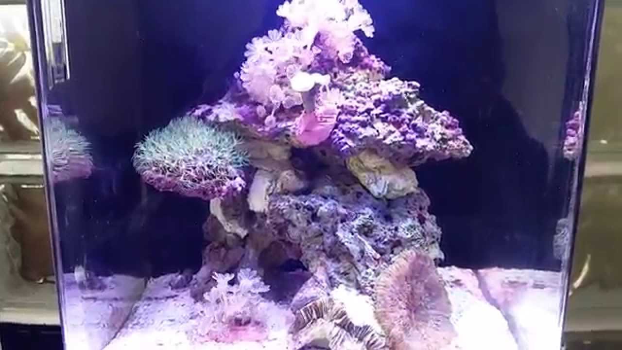 Pico Reef - Clean and Growing - YouTube