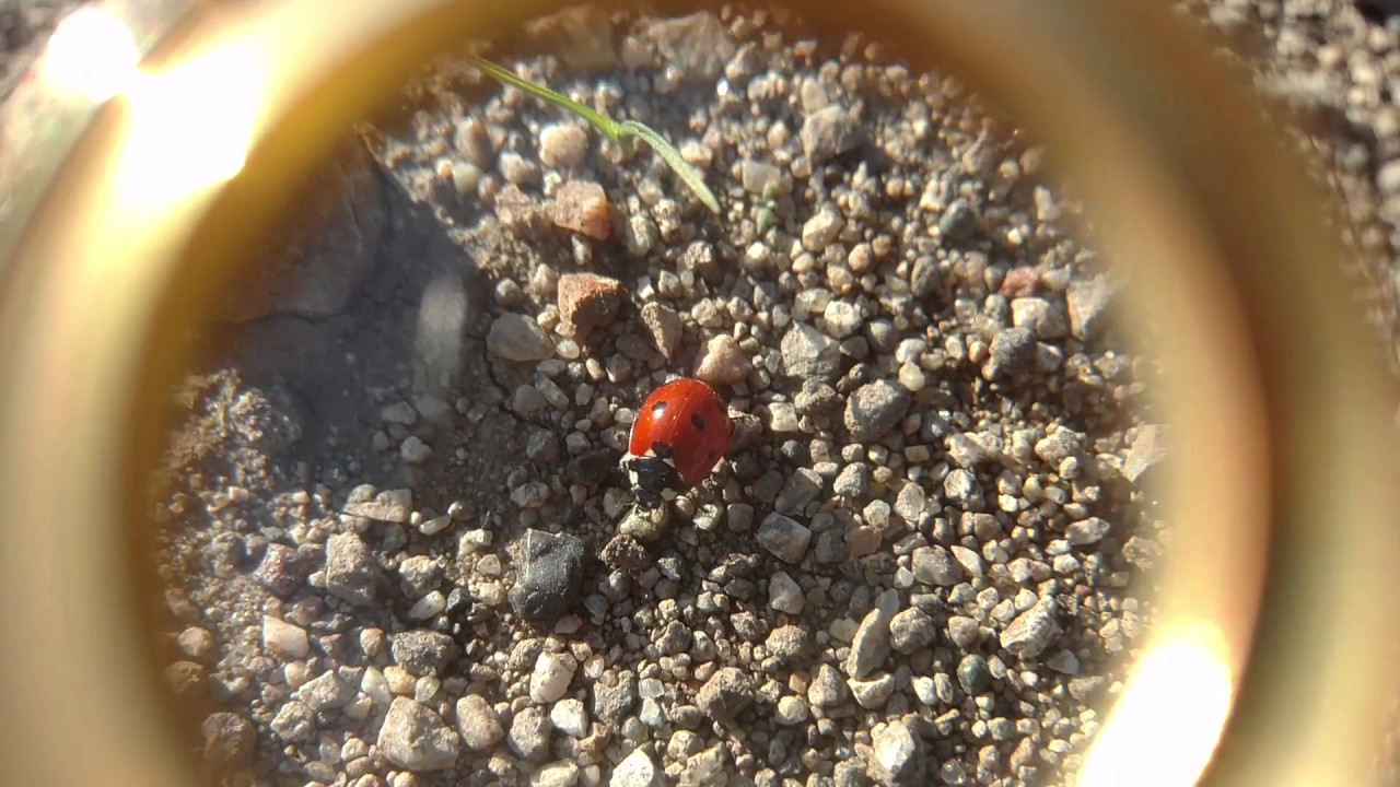 Magnified Ladybug - YouTube