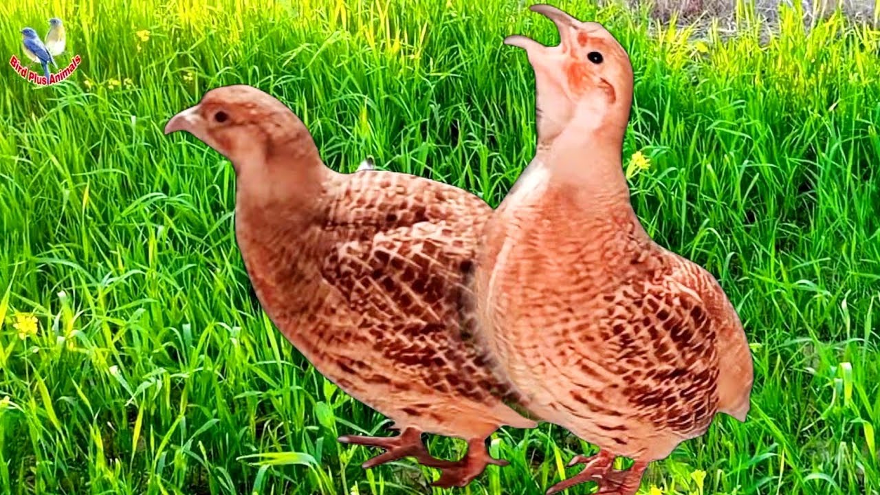 partridge Sound || Bird plus Animals - YouTube