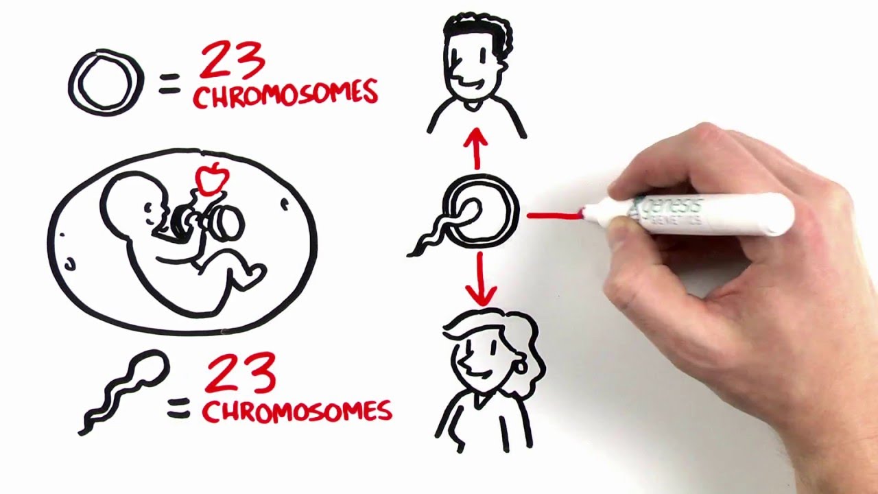 Improving IVF Success with PGS Testing - YouTube