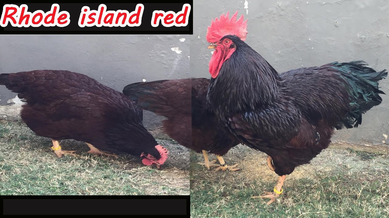 RHODE ISLAND RED HERITAGE BREED | RIR characteristics | RIR breed ...