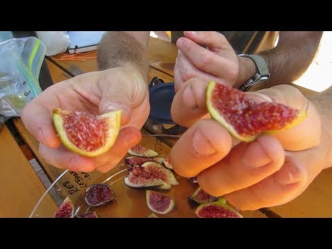 California Fig Tasting @The 1st Annual Long Island Fig Fest - YouTube
