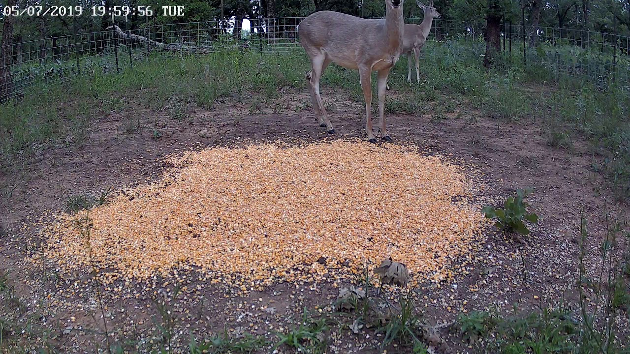 Deer On Camera 5-07-19 (Wildlife Pen 2) - YouTube
