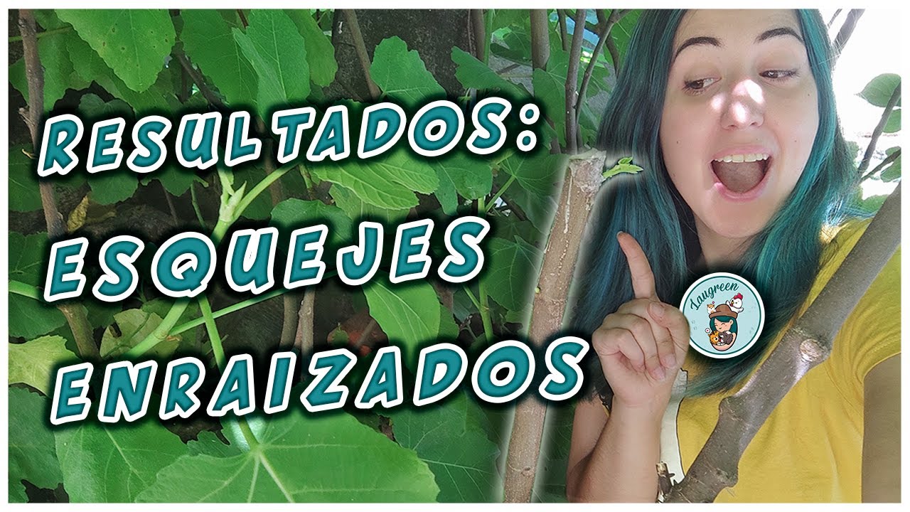 Esquejes Enraizados de Arboles Frutales | RESULTADOS 🌱 - YouTube