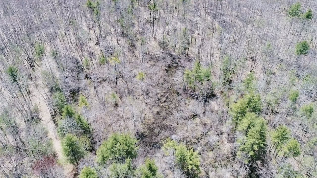 UNE's 363-acre Forest - YouTube