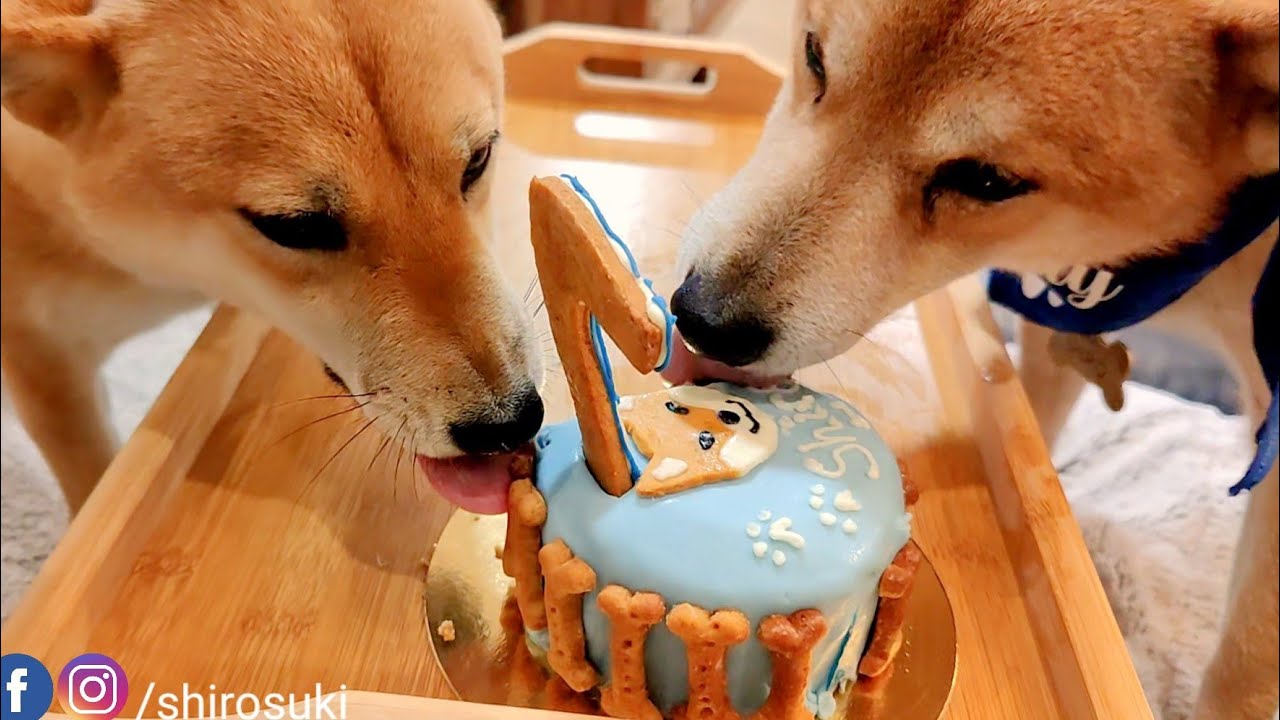 Raya Devours Shiro's Birthday Cake! He is now 7 Years Old 🎉🎂 - YouTube