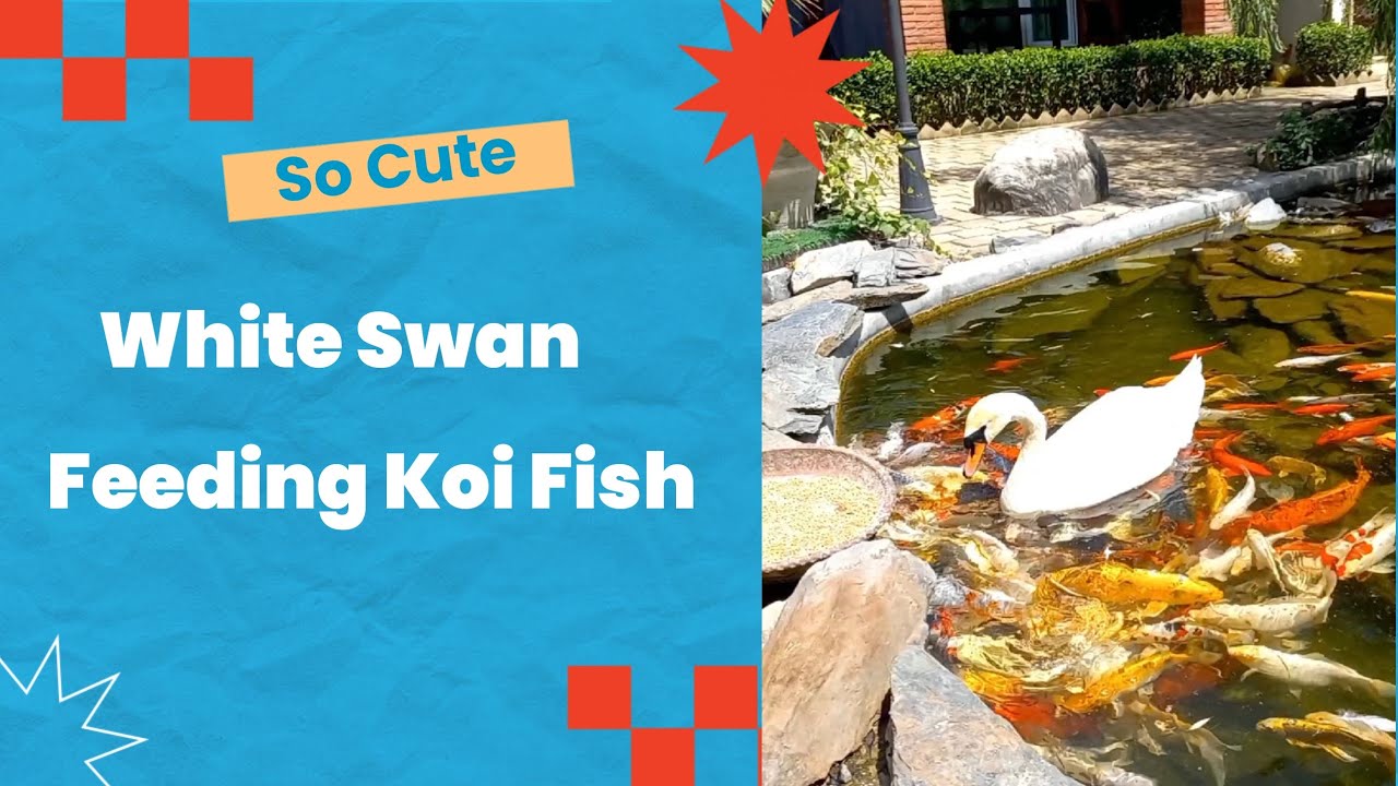 SWAN | White Swan Feeding Koi Fish Pond so cute - YouTube
