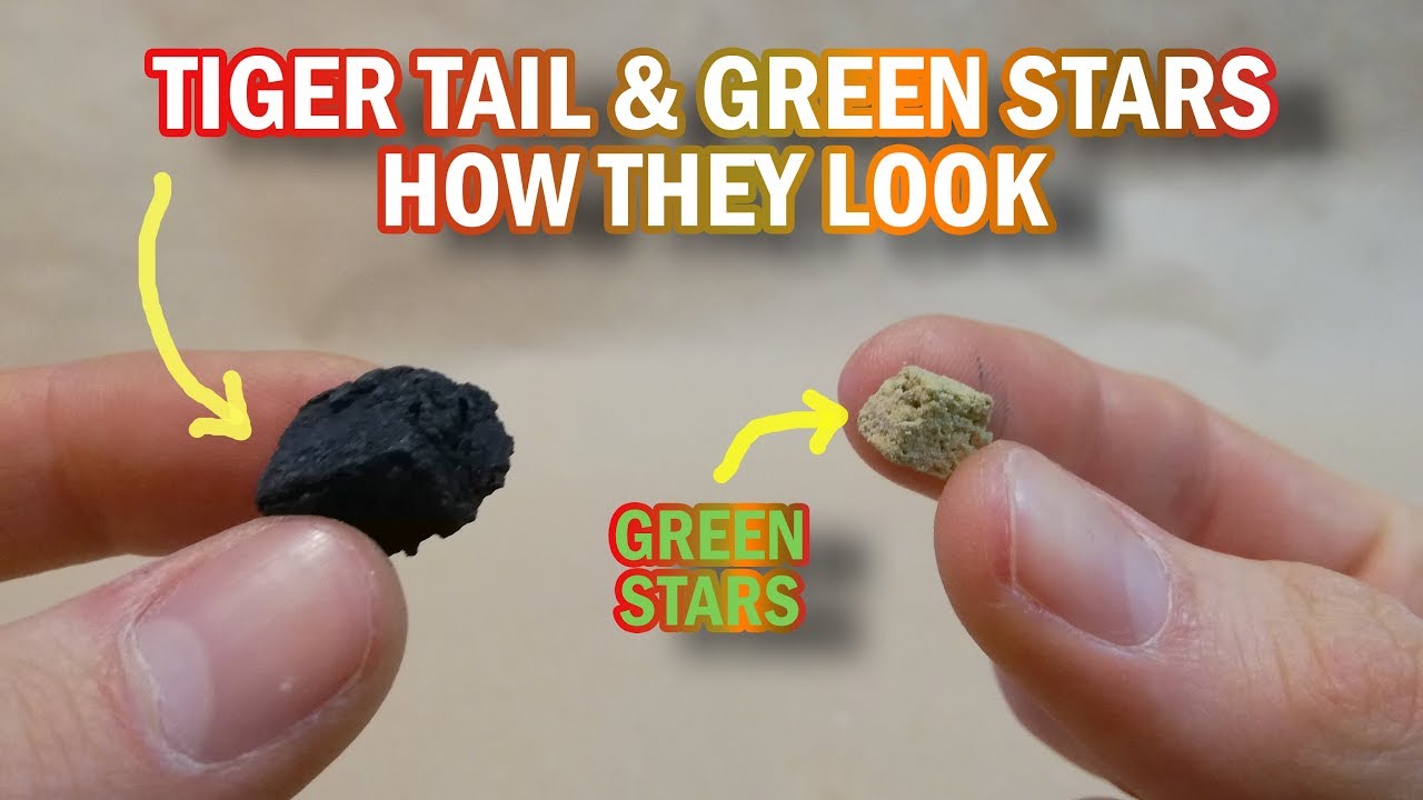 GREEN & TIGER TAIL STARS! HOW THEY LOOK?! - YouTube