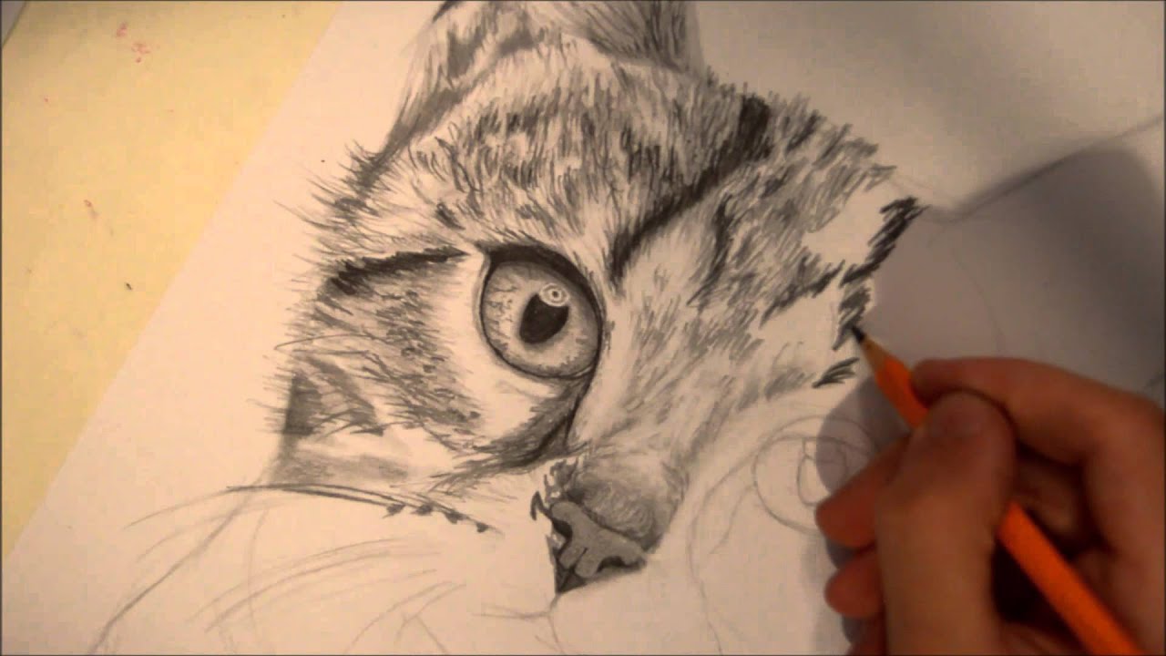 Speed Sketch #2 - Cat - YouTube