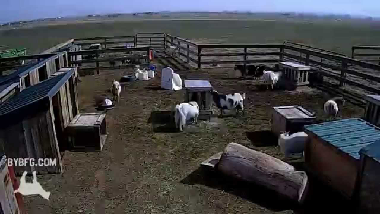 Time Lapse: Breeding Pen Setup Day! - YouTube