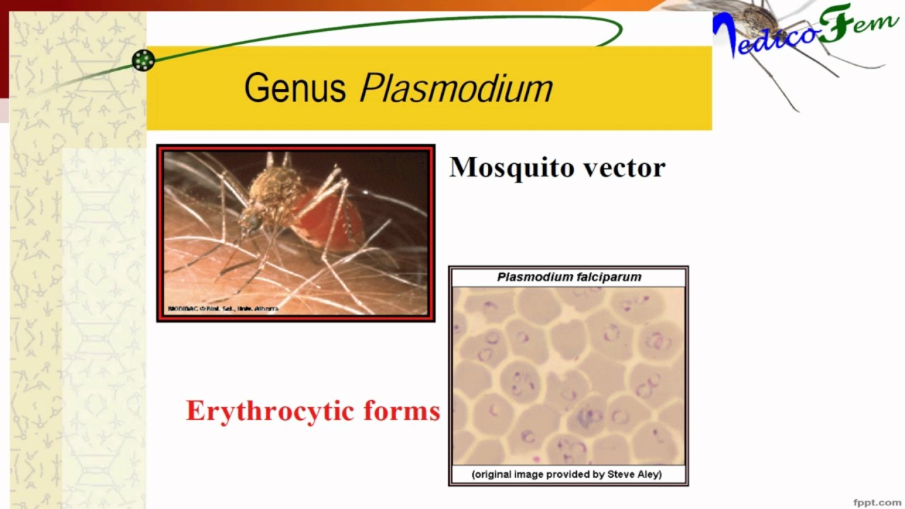 Medical Parasitology - Introduction. Defination, Terminology ...