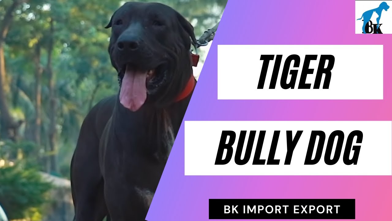 Tiger Bully Dog ||DELHI ||#TIGER #BULLY #BKIE #SONULATIWAL ...