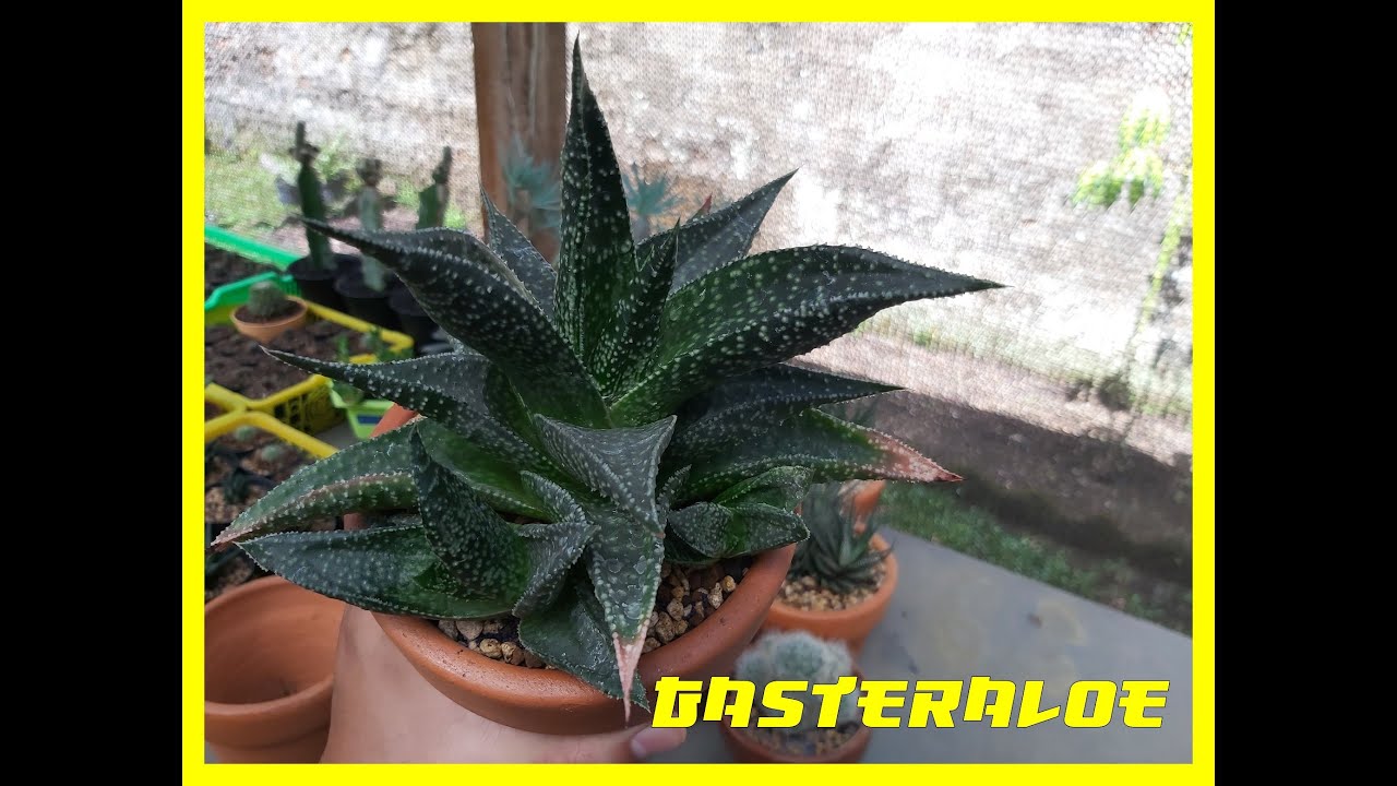 Succulent Gasteraloe "Flow" - YouTube