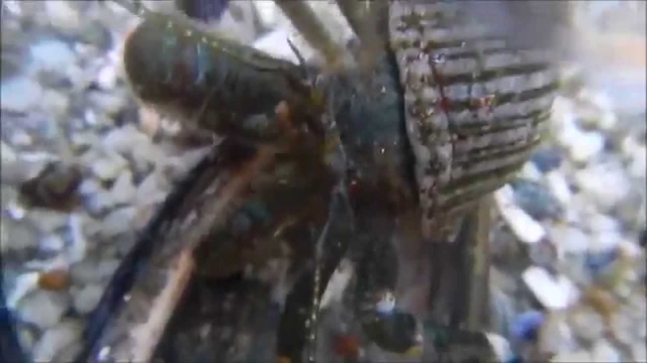 Best dressed pagurus hirsutiusculus in stylish northern striped ...