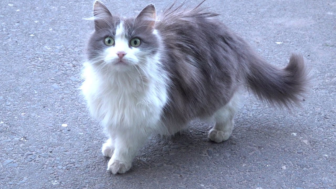 Beautiful cat and her friends cats - YouTube