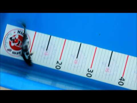ปลาประมูลตัวที่ 905 บ้านปลาคาร์ฟสุโขทัย