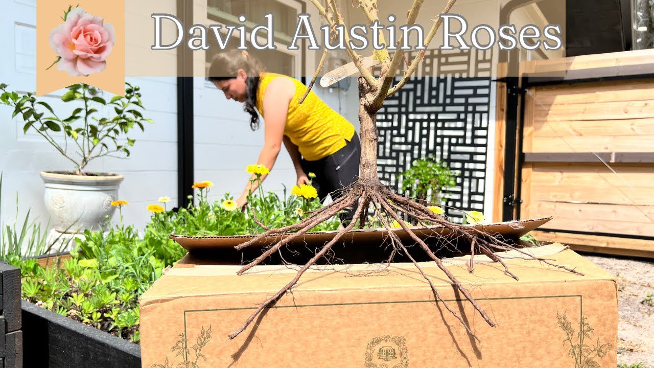 David Austin Rose Arrival: Planting Generous Gardener & Albrighton on ...