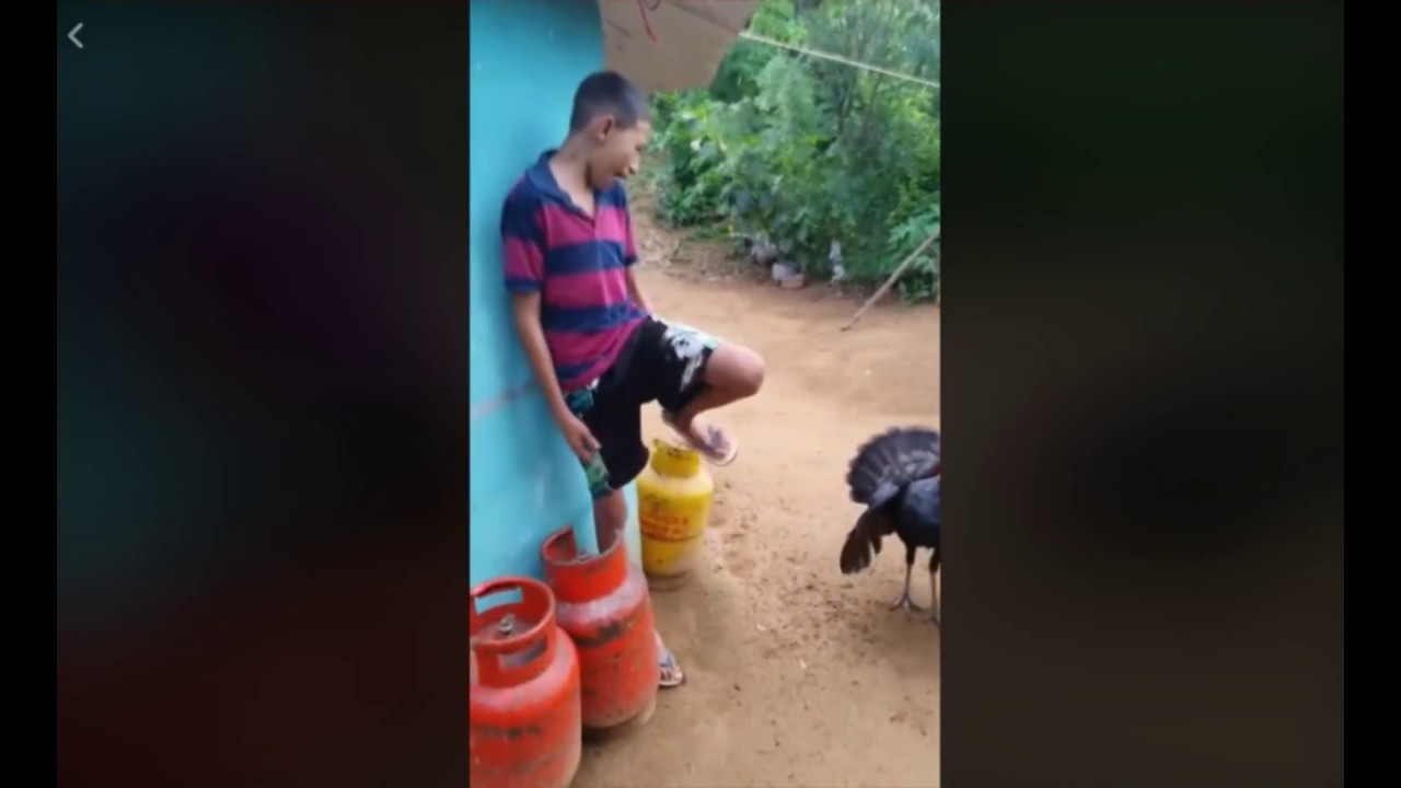 Bromas 2018 - Como Cuando Tienes Miedo a un Animal | Bromas Tv - YouTube