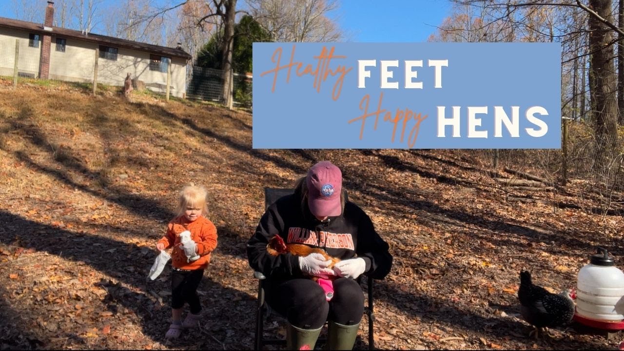 Bumble Foot Basics: Caring for Your Chickens' Feet - YouTube