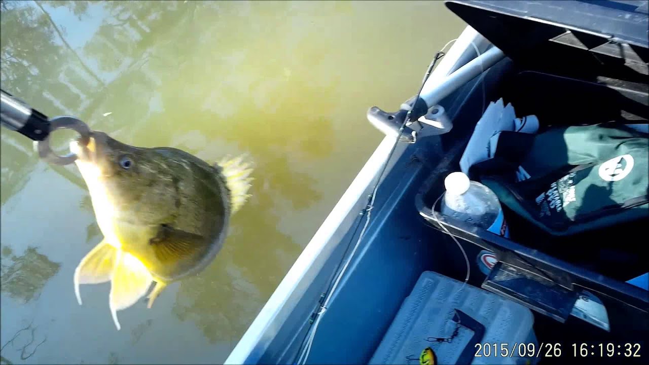 40cm Yellow Belly in Major Creek 2015 - YouTube