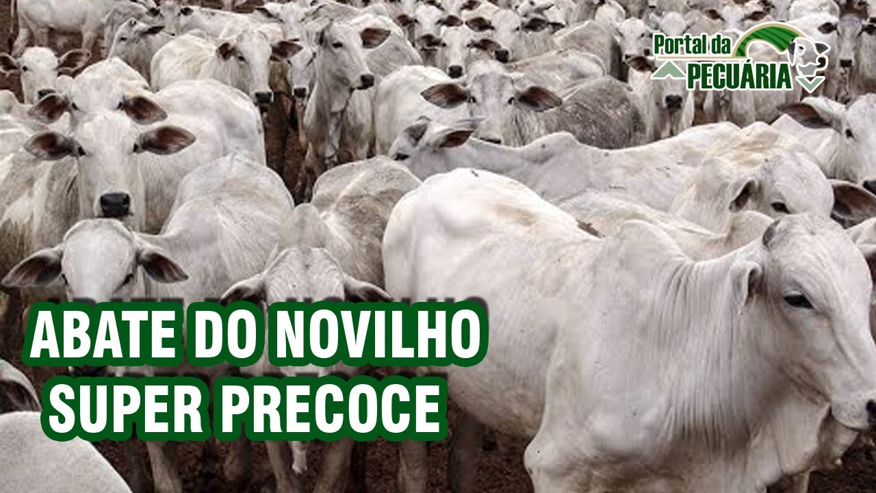 Abate do novilho super precoce - 15 meses - YouTube