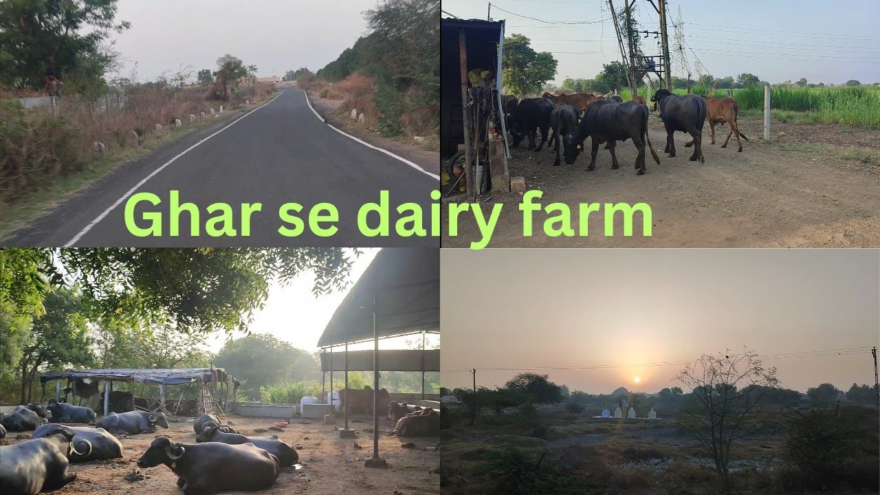 subah ghar se dairyfarm ka rasta..@dhavalmakadia - YouTube