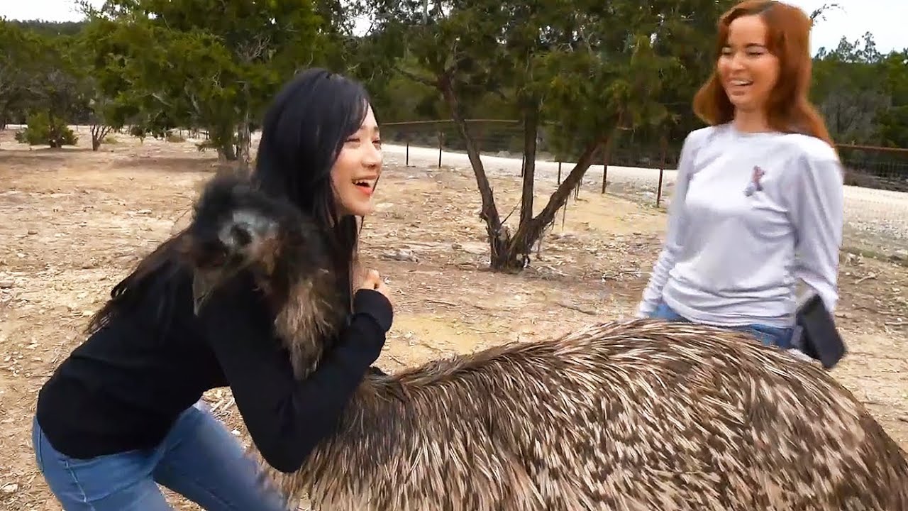 Maya shows Jinnytty how to hug Stompy at Alveus - YouTube