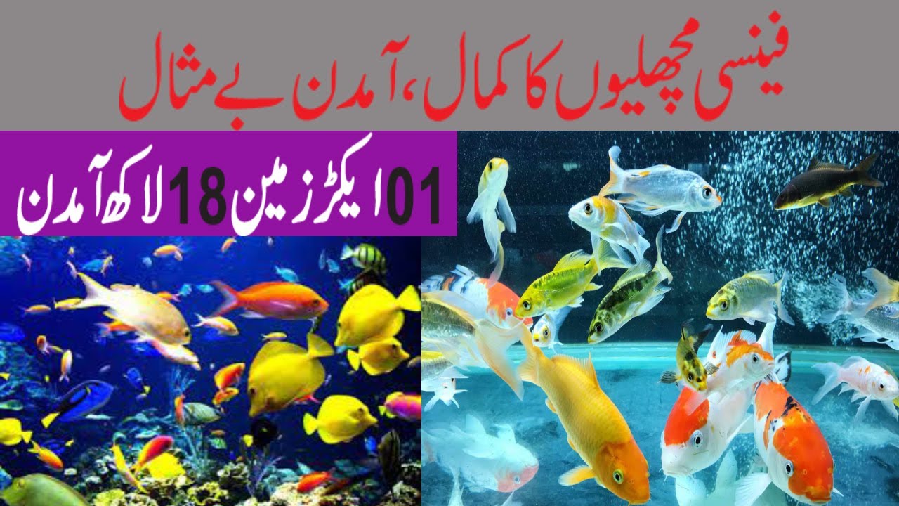 Ornamental Fish Farming in Pakistan | Fancy Fish Farming in Pakistan ...