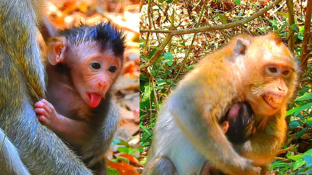 Lady Arya Is Angry Cos Other Monkeys Touch Her Child...! - YouTube