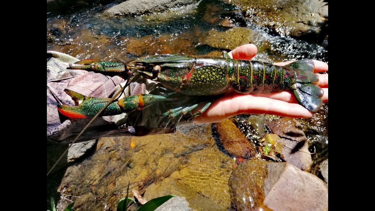 Redclaw Catch And Cook (Best Recipe Ever) - YouTube