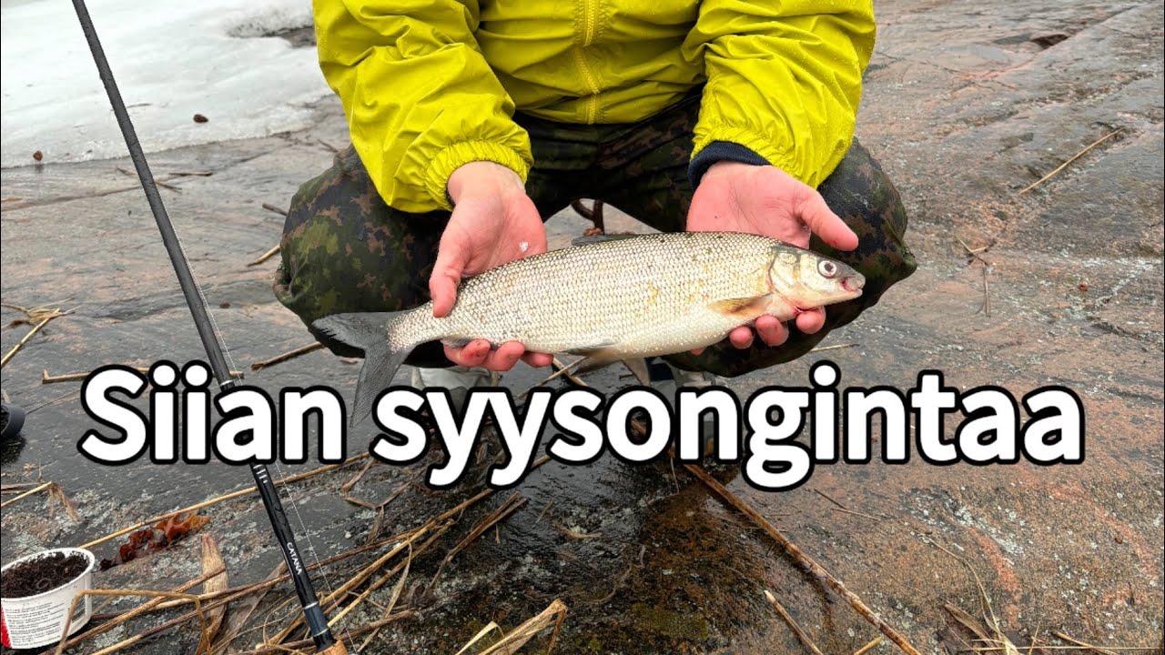 Siian syysongintaa + Podcast-host My Day! - YouTube