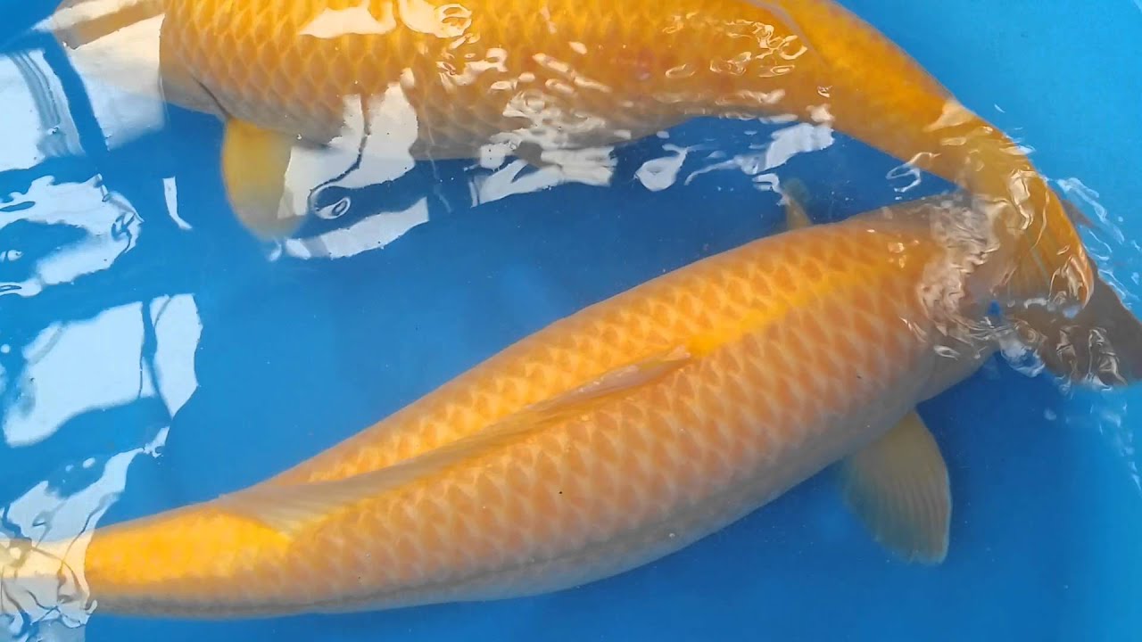 Karashigoi 80+ Marusei - YouTube